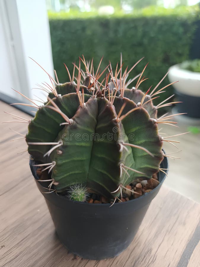 Cactus Has Sharp, Long, Red Thorns. it is Large, Round, and Plump Stock ...