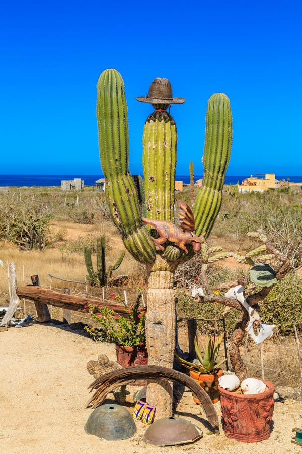 A Cactus with a Hat on Top of it is Surrounded by Other Plants and ...