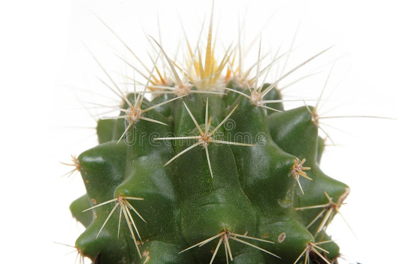 Cactus head stock photo. Image of close, plants, cactus - 353918