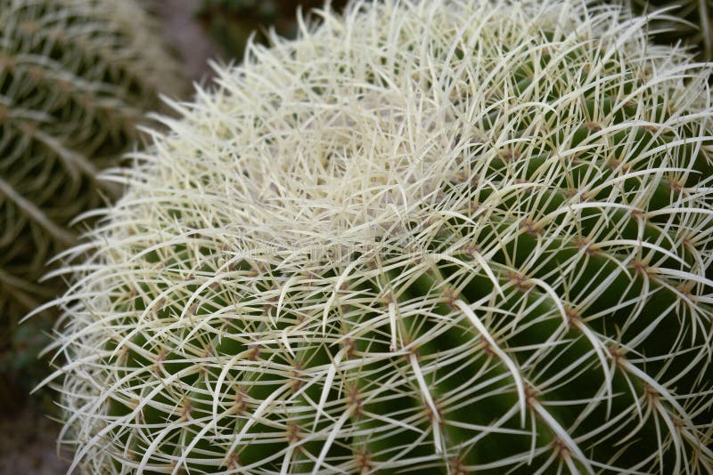 Cactus head stock image. Image of earth, vegetable, ball - 8837855