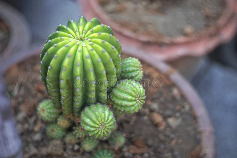 Cactus Head stock photo. Image of closeup, flower, garden - 20383384