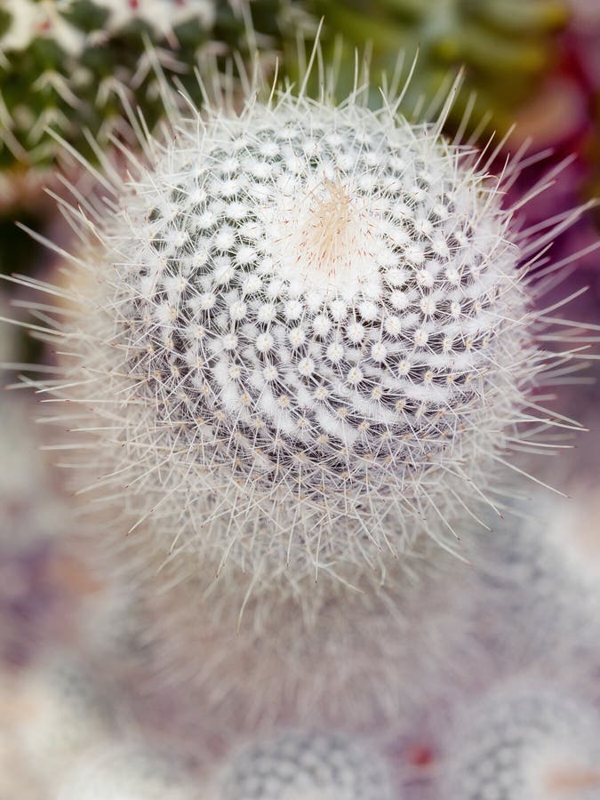 Cactus Head with Spikes from Above Stock Photo - Image of outdoors ...