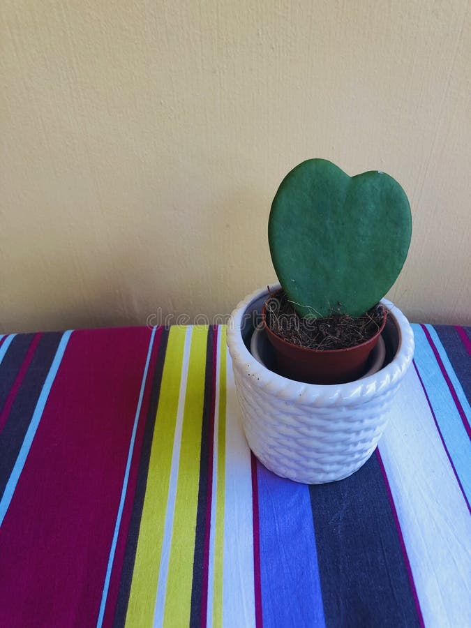 Cactus heart stock photo. Image of horizontal, plant, desert - 5101678