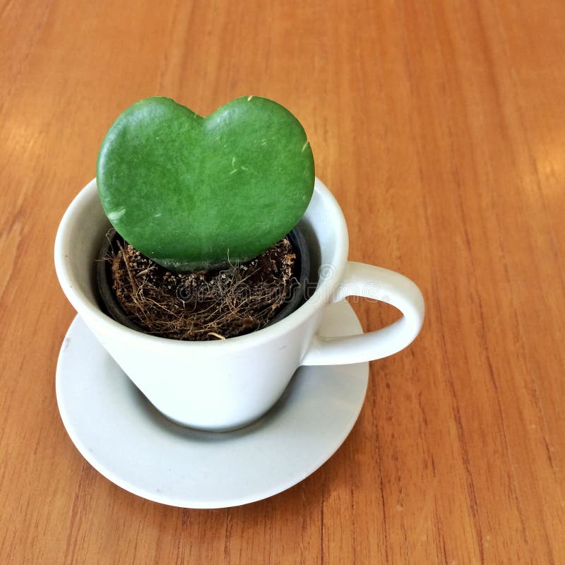 Cactus heart stock photo. Image of horizontal, plant, desert - 5101678