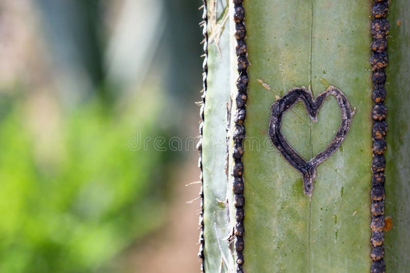 Cactus Heart stock image. Image of garden, nature, symbol - 49238165