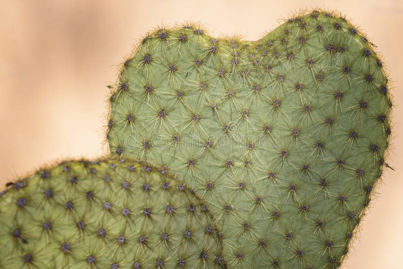 Cactus stock photo. Image of romantic, spiked, arid, prickly - 68652946