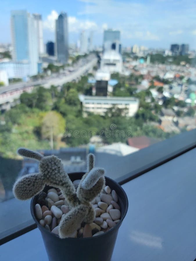 Cactus in a High Rise Office Building Stock Image - Image of building ...