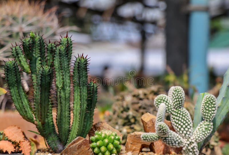 Cactus stock image. Image of cycle, closeup, decorate - 112002197