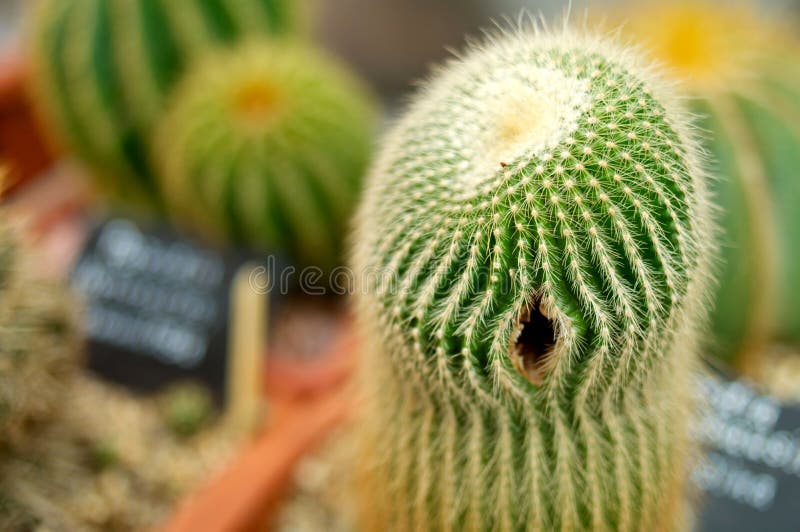 Cactus with a hole stock photo. Image of closeup, cactaceae - 75943356