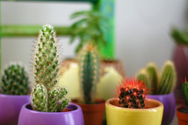 Cacti in home garden stock photo. Image of closeup, flower - 162966384