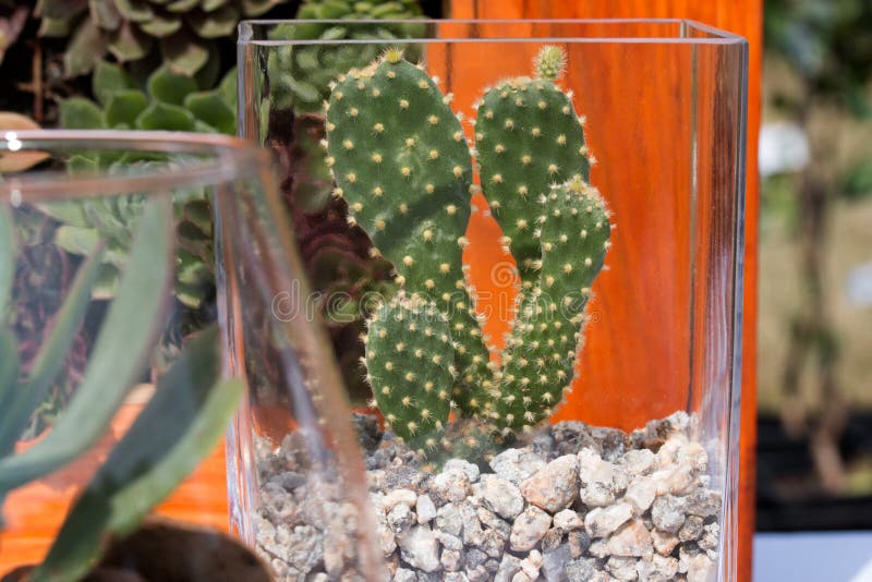 Cactus Houseplant in a Glass Container Stock Image - Image of garden ...