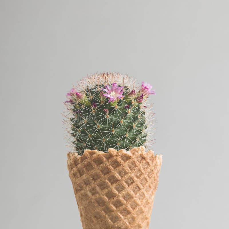 Cactus in the Ice Cream Waffle. Creative Concept. Minimalism Stock ...