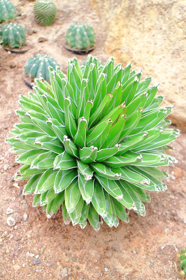 Cactus stock photo. Image of cactus, garden, amazing - 58035200
