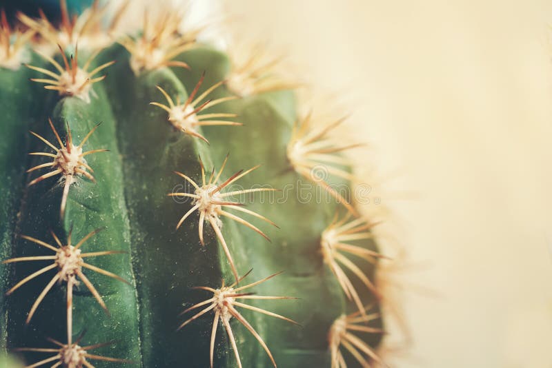 Cactus with Interesting Textures and Beautiful Stock Image - Image of ...