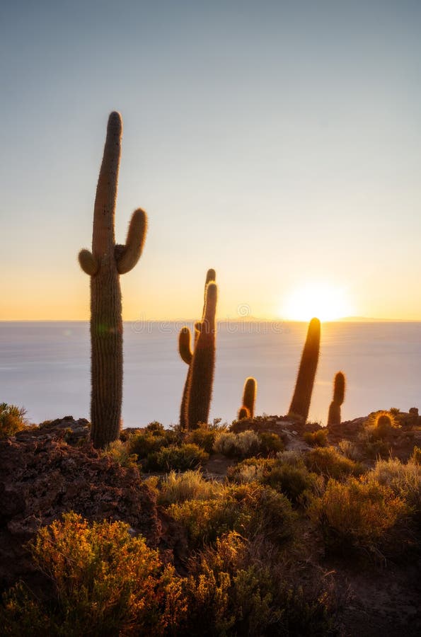 Cactus Island at Salar Uyuni Bolivia Stock Image - Image of latin, isla ...