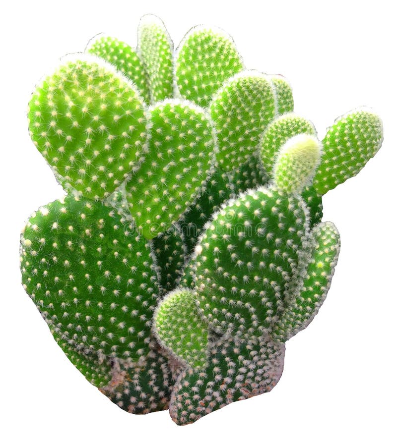 Cactus Real Plants Set With White Rocks Floor In Desert Isolated On ...