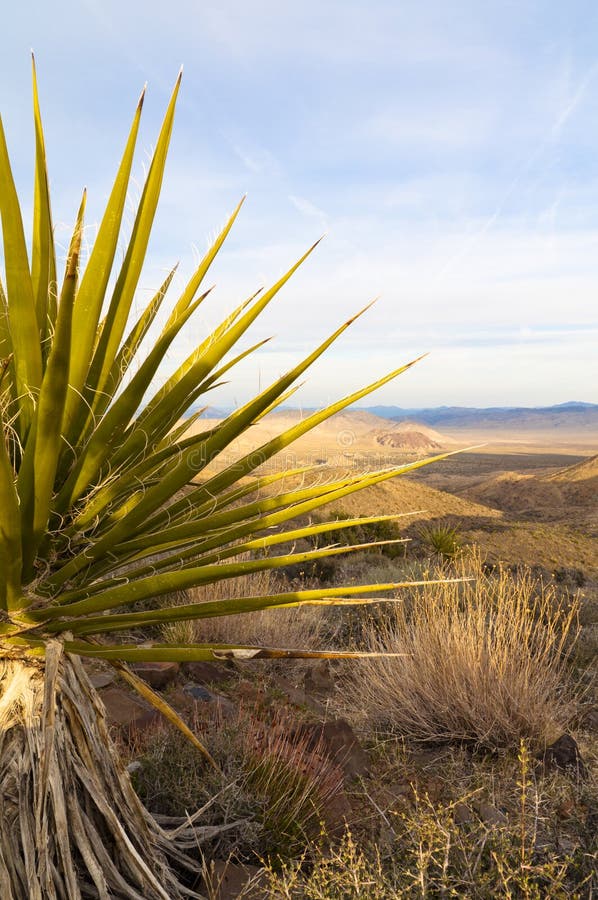Cactus in Joshua Tree National Park Stock Image - Image of rocks, wispy ...