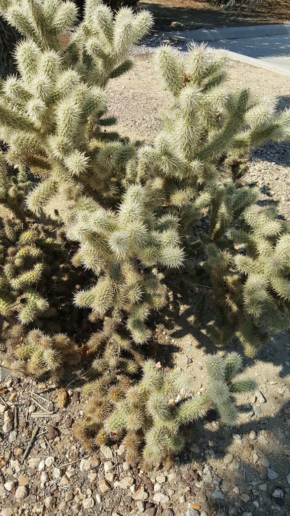 Cactus stock image. Image of jack, desert, jumping, cactus - 76309133