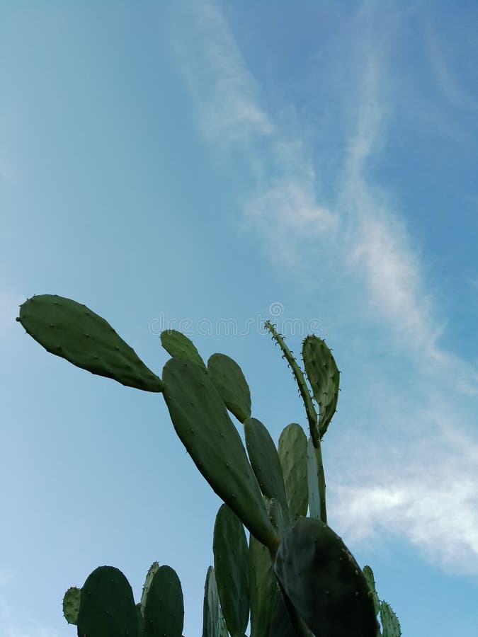 Katus Tree Stock Photos - Free & Royalty-Free Stock Photos from Dreamstime