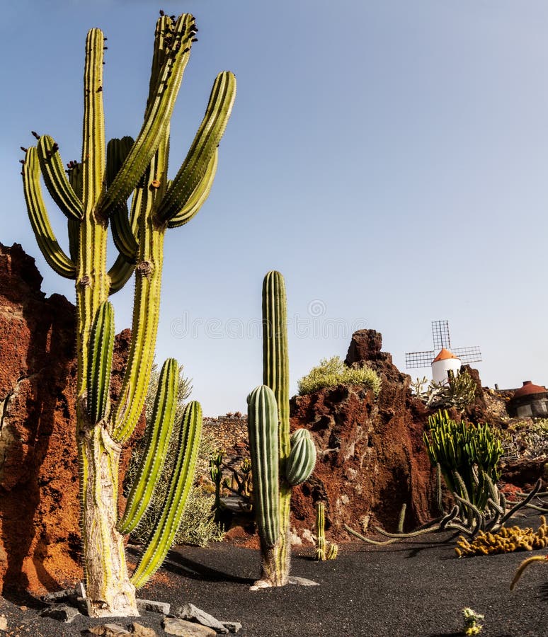 Cactus on Lanzarote, Canary Islands, Spain Stock Photo - Image of green ...