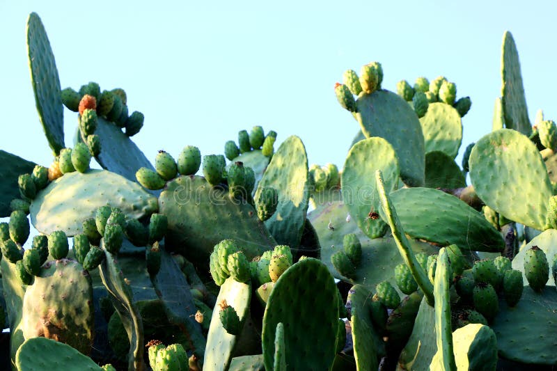 Cactus stock photo. Image of flora, cacti, park, croatia - 96845580