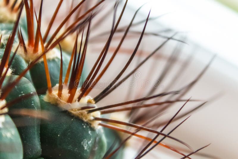 Cactus with Large Needles, Close-ups Stock Photo - Image of round ...