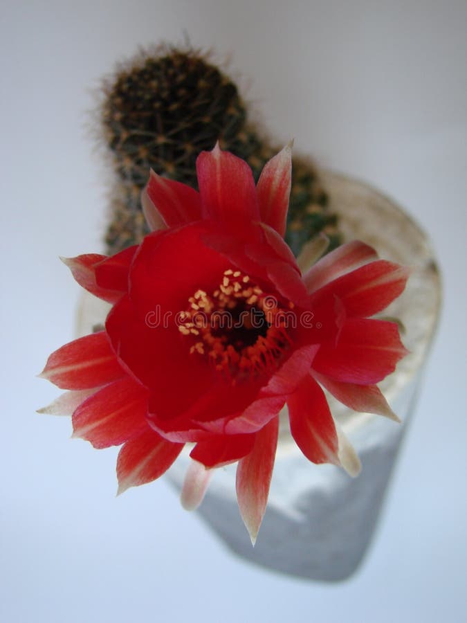 Cactus with Large Red Flowers Isolated on White Stock Image - Image of ...