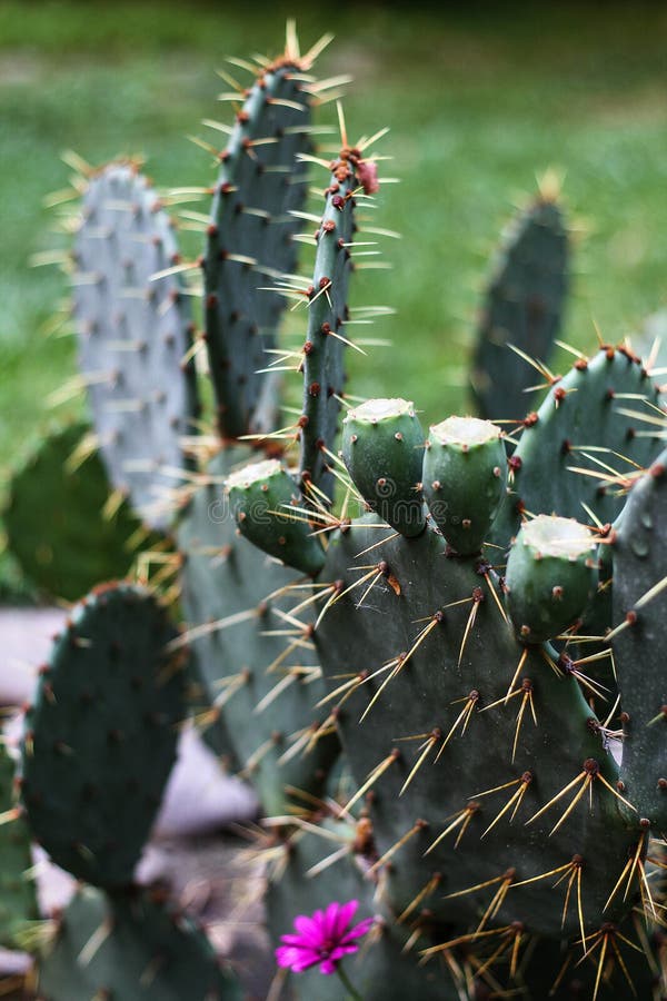 Cactus with Large Spines, Close-up. Stock Image - Image of natural ...