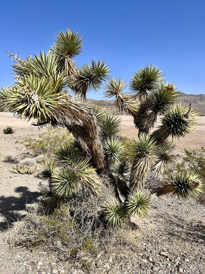 Cactus stock photo. Image of large, leaves, desert, spikes - 245590508