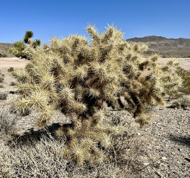 Cactus stock image. Image of leaves, spikes, tree, cactus - 245590511