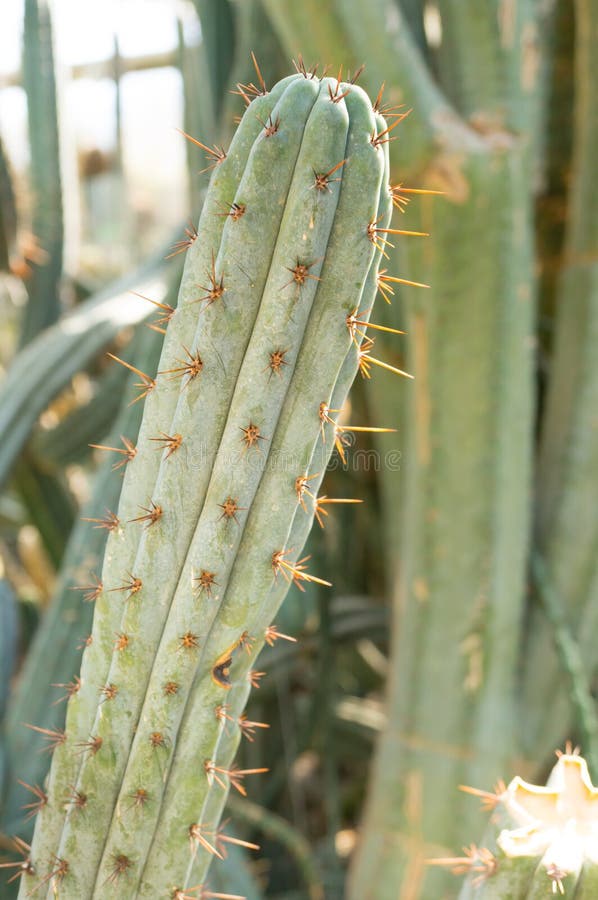 Puntos largos del cactus foto de archivo. Imagen de espinoso - 124489698