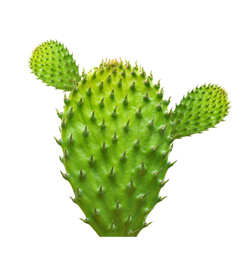 Cactus leaf isolated stock image. Image of close, mexican - 55474683