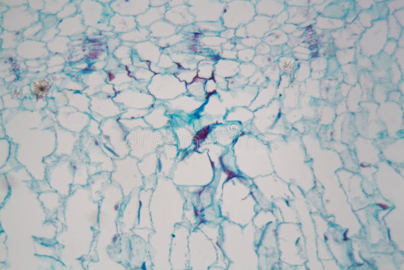 Cactus Leaf Under the Microscope Stock Image - Image of epidermis ...