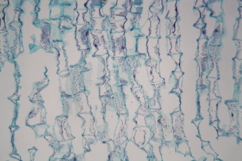 Cactus Leaf Under the Microscope Stock Image - Image of epidermis ...