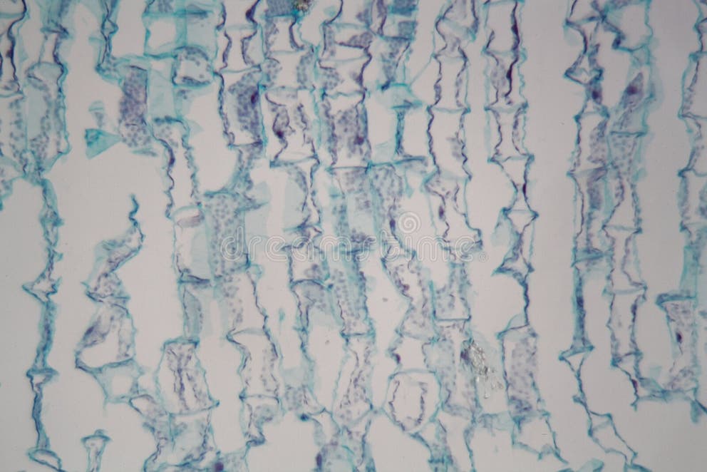 Cactus Leaf Under the Microscope Stock Image - Image of organ, endoderm ...