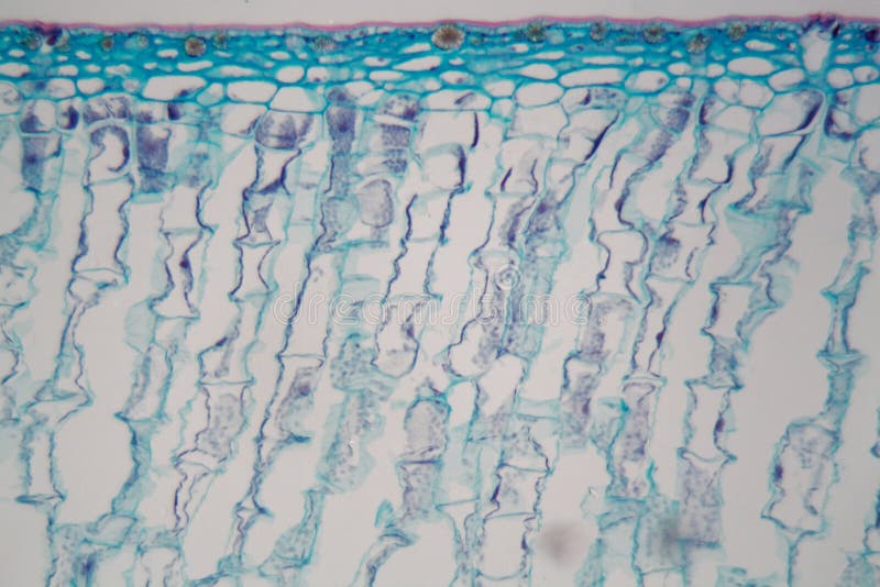 Cactus Leaf Under the Microscope Stock Image - Image of biotechnology ...