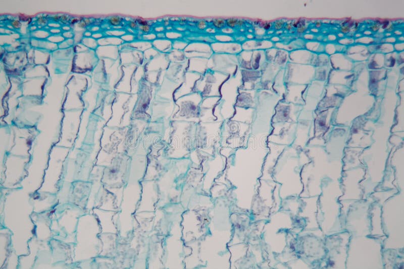 Cactus Leaf Under the Microscope Stock Image - Image of epidermis ...