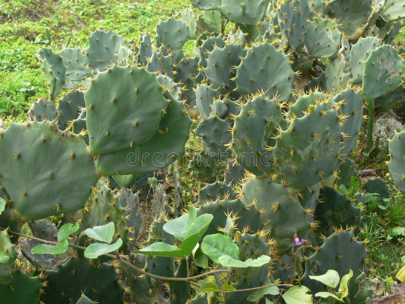 Cactus leaves stock image. Image of needle, plants, bright - 1251619