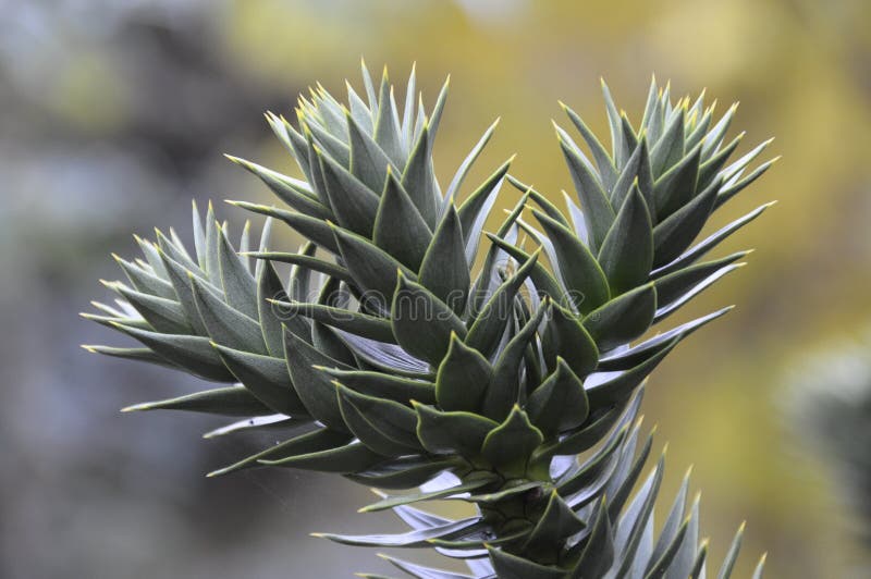 Cactus leaves stock photo. Image of trident, flower, foliage - 22863006
