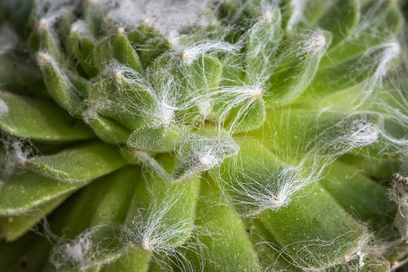 Cactus Leaves, Detailed Close Up Photo, Stock Image - Image of ...