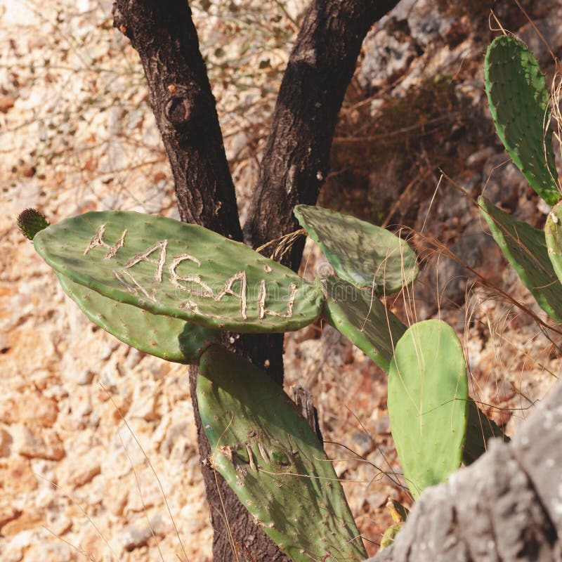 Cactus Leaves with Label on Them Stock Photo - Image of development ...