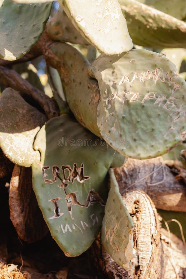 Cactus Leaves with Label on Them Stock Photo - Image of cactus, erdal ...