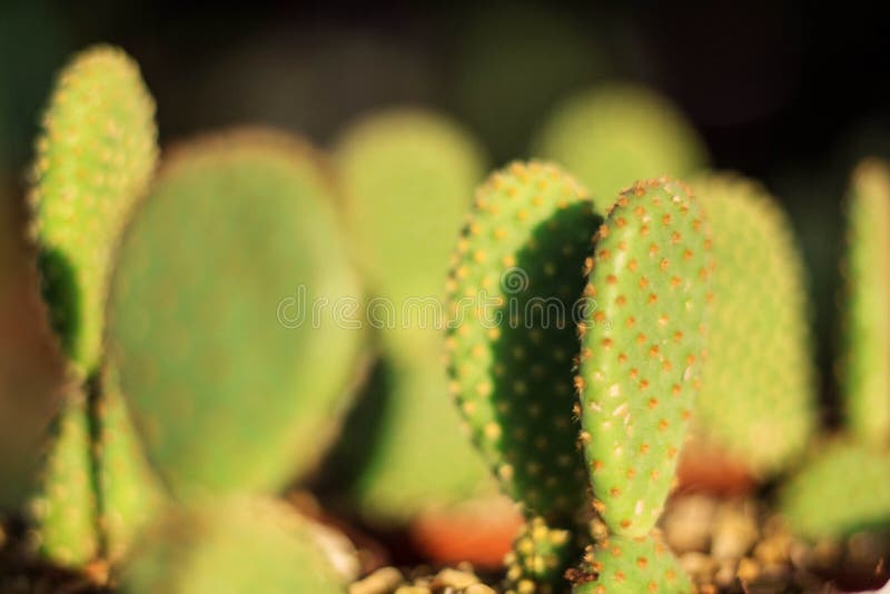 Cactus with Light and Shadow. Stock Photo - Image of cactus, natural ...