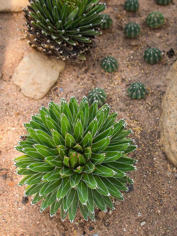 Cactus like a Flower stock photo. Image of herbal, blur - 96554322