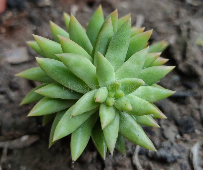 Cactus-like Leaves that Seem Sharp Stock Image - Image of like, sharp ...