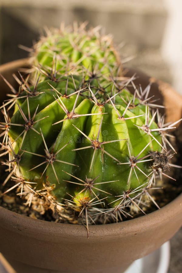 Cactus stock photo. Image of fresh, cactus, green, macro - 93271426