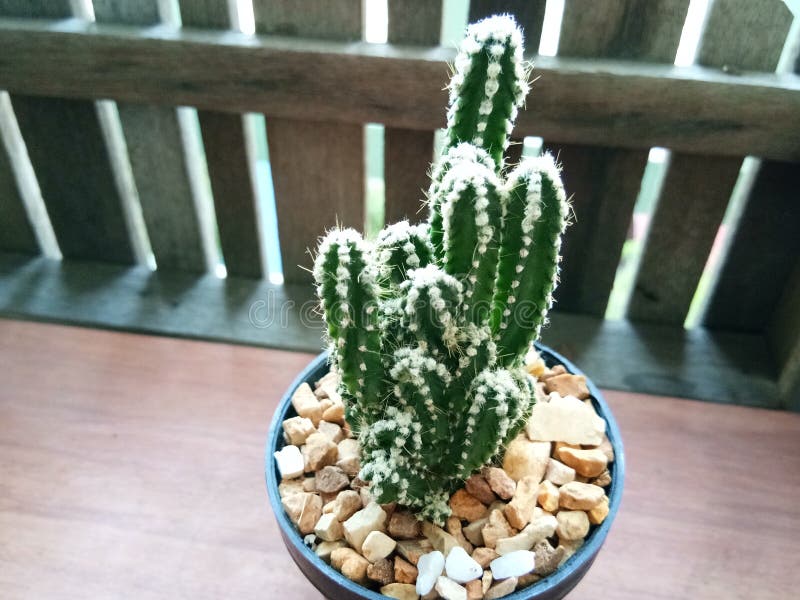 Cactus stock image. Image of flowerpot, small, cactus - 83602255