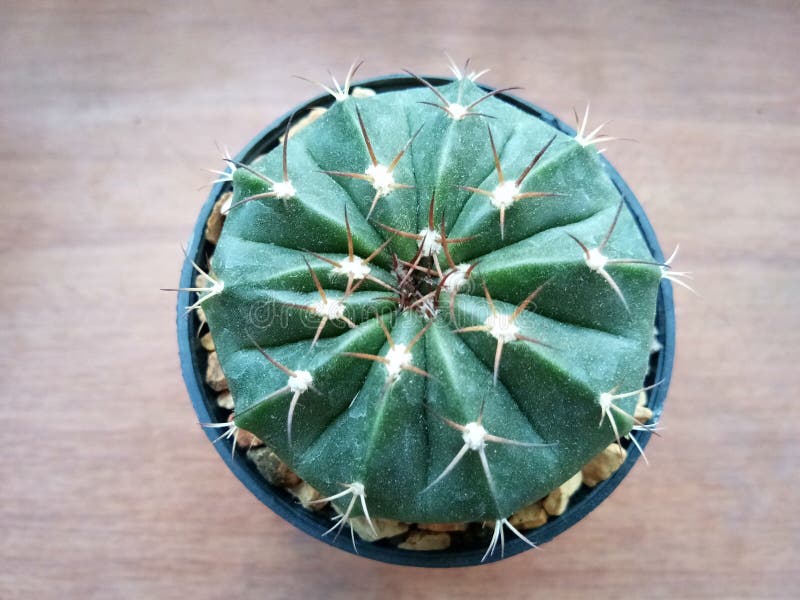 Plant Cactas Stock Photos - Free & Royalty-Free Stock Photos from ...