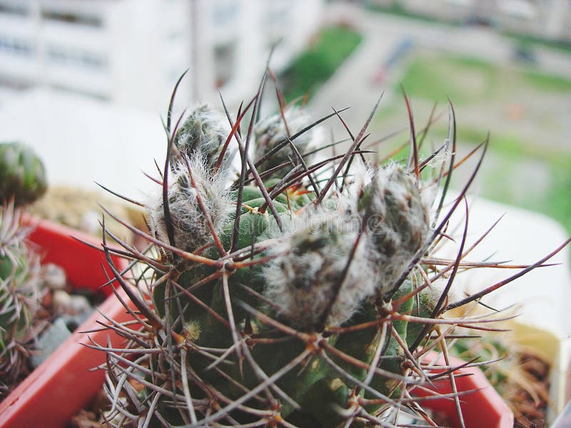 Cactus Lobivia Hertrichiana with Wooly Buds Stock Photo - Image of ...