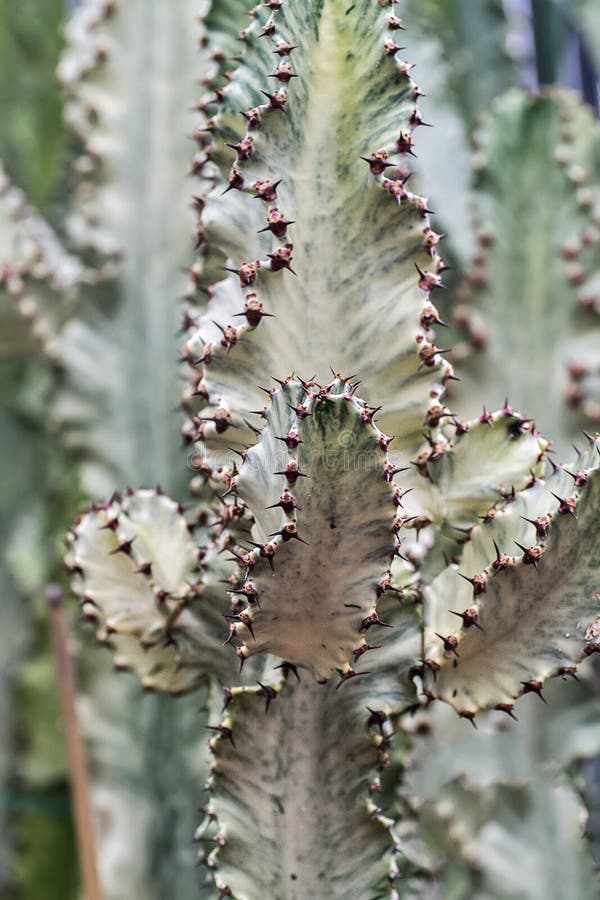 Lonely Cactus Flower in Mountain Landscape Stock Photo - Image of ...